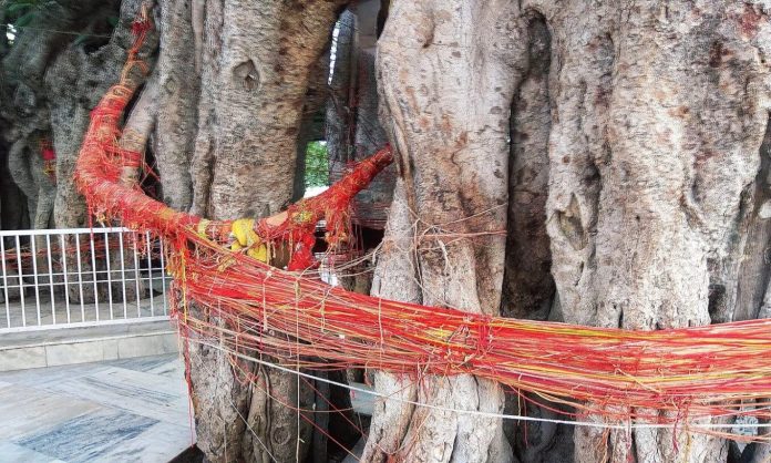 Peepal Tree Significance: Spiritual, Religious, Environmental