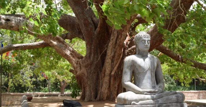 Peepal Tree Significance: Spiritual, Religious, Environmental